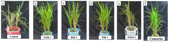 Correlation of the Effect of Native Bioagents on Soil Properties and ...