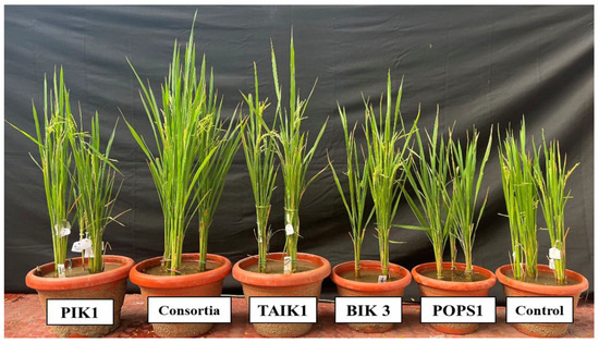 Correlation of the Effect of Native Bioagents on Soil Properties and ...