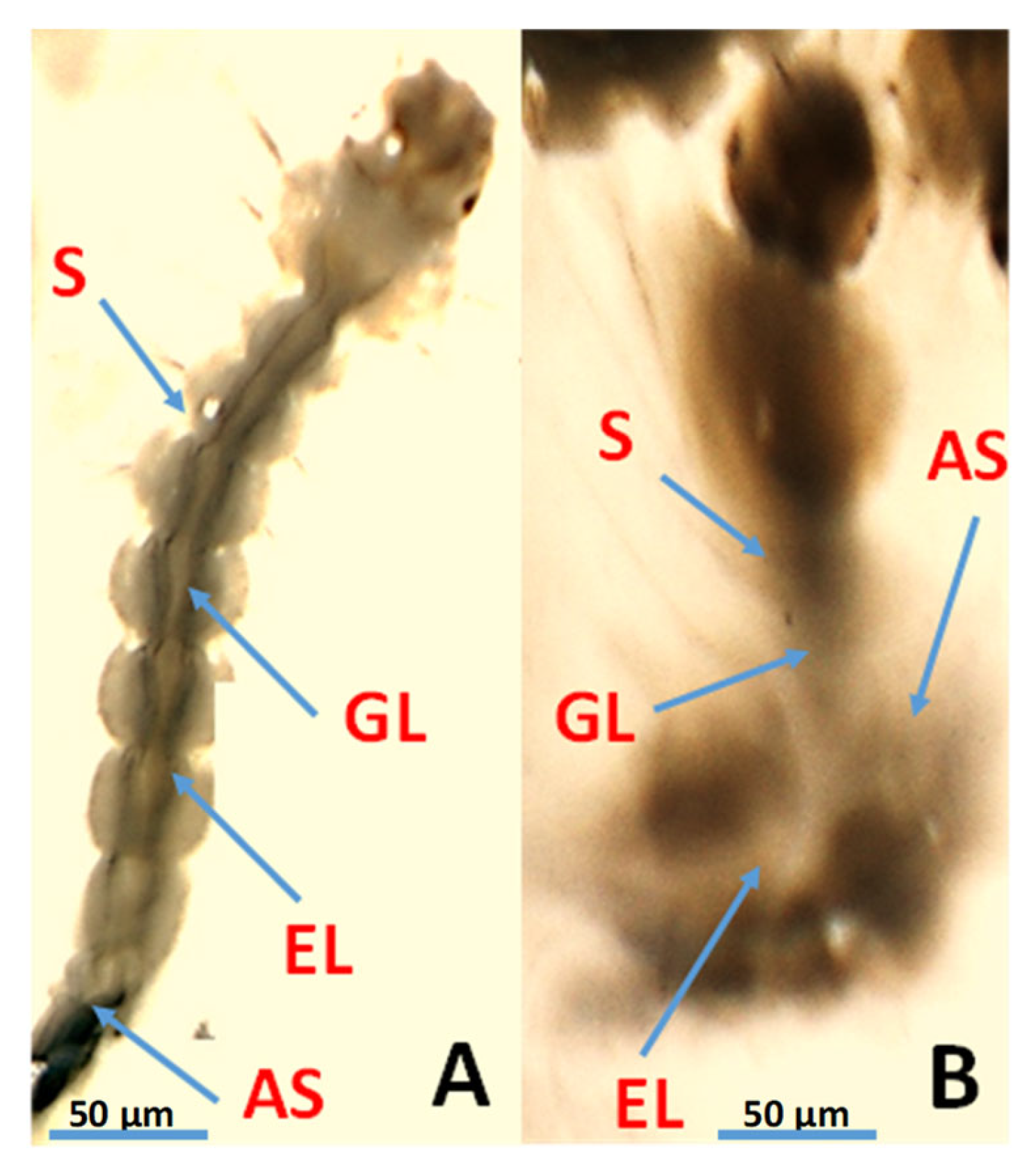 Sustainability | Free Full-Text | From the Sea to Mosquito Control: The ...