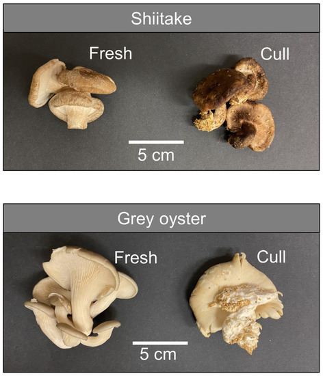 Mushroom Biomass Waste Is a Source of the Antioxidants Ergothioneine ...