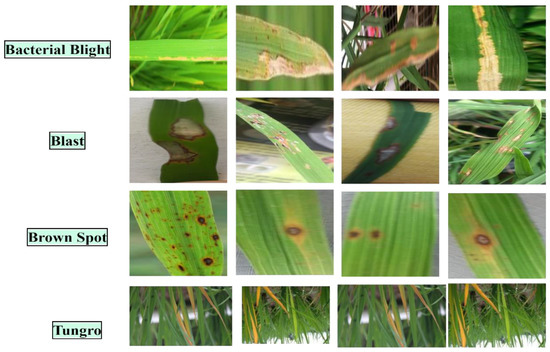 Lightweight Federated Learning for Rice Leaf Disease Classification ...