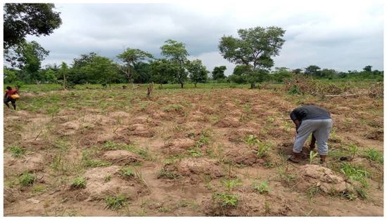 Assessing the Determinants of Adopting Urban Tree Planting as Climate ...