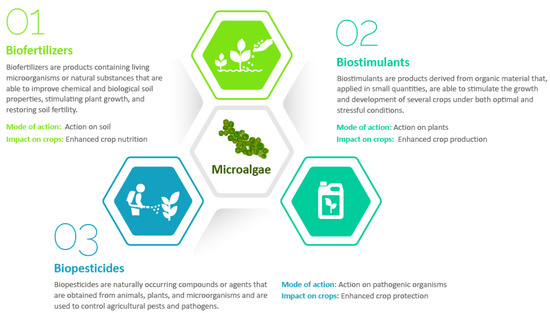 Sustainability | Free Full-Text | Microalgae as Biofertilizers: A Sustainable Way to Improve ...