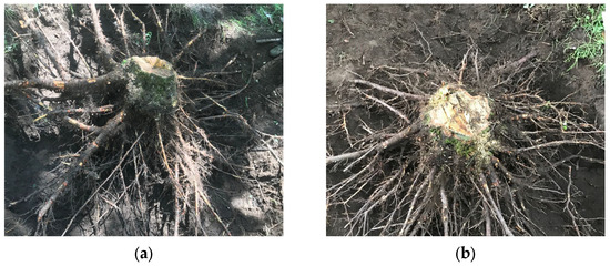 Response of the Anchoring Performance at Betula platyphylla’s Root–Soil ...