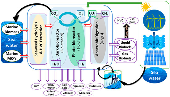 Recent Advances in Seaweed Biorefineries and Assessment of Their ...