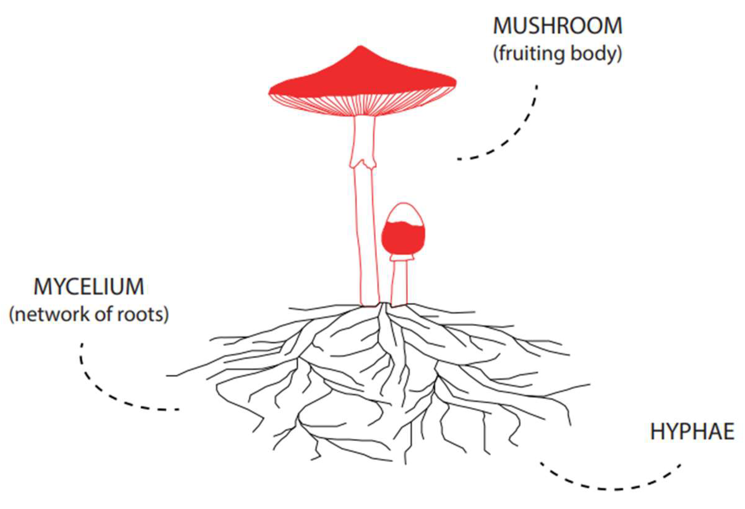 Sustainability | Free Full-Text | Mycelium-Based Thermal Insulation for ...