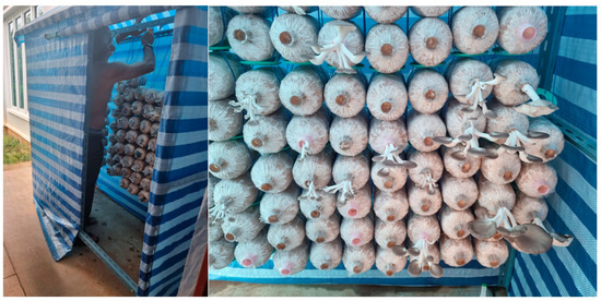 IoT-Based Mushroom Cultivation System with Solar Renewable Energy ...