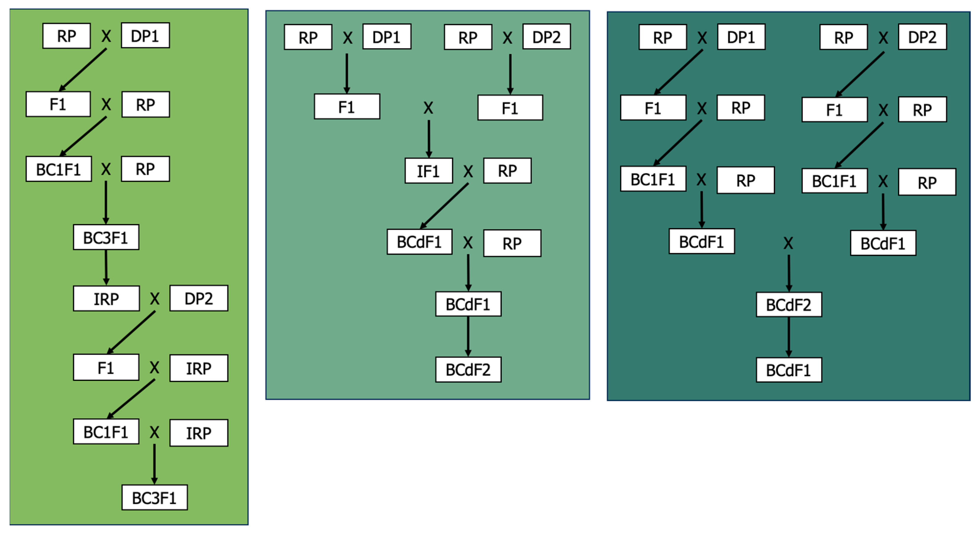 Toward Food Security in 2050: Gene Pyramiding for Climate-Smart Rice
