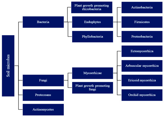 Soil Microbiome: Diversity, Benefits and Interactions with Plants