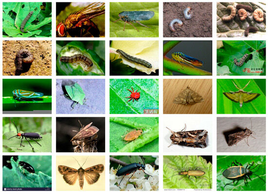 Improved Artificial Ecosystem Optimizer With Deep Learning Based Insect Detection And