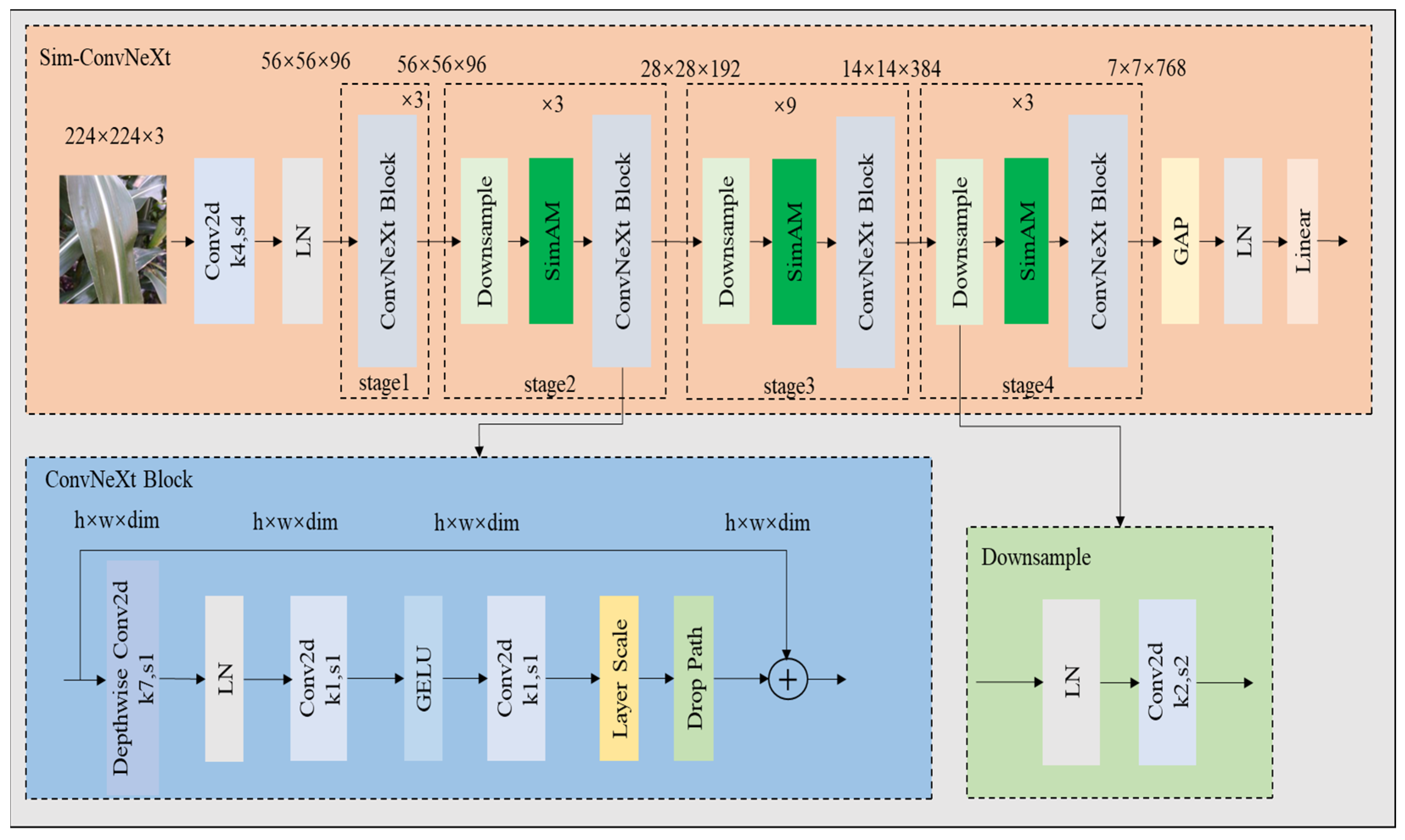 Maize Disease Classification System Design Based on Improved ConvNeXt