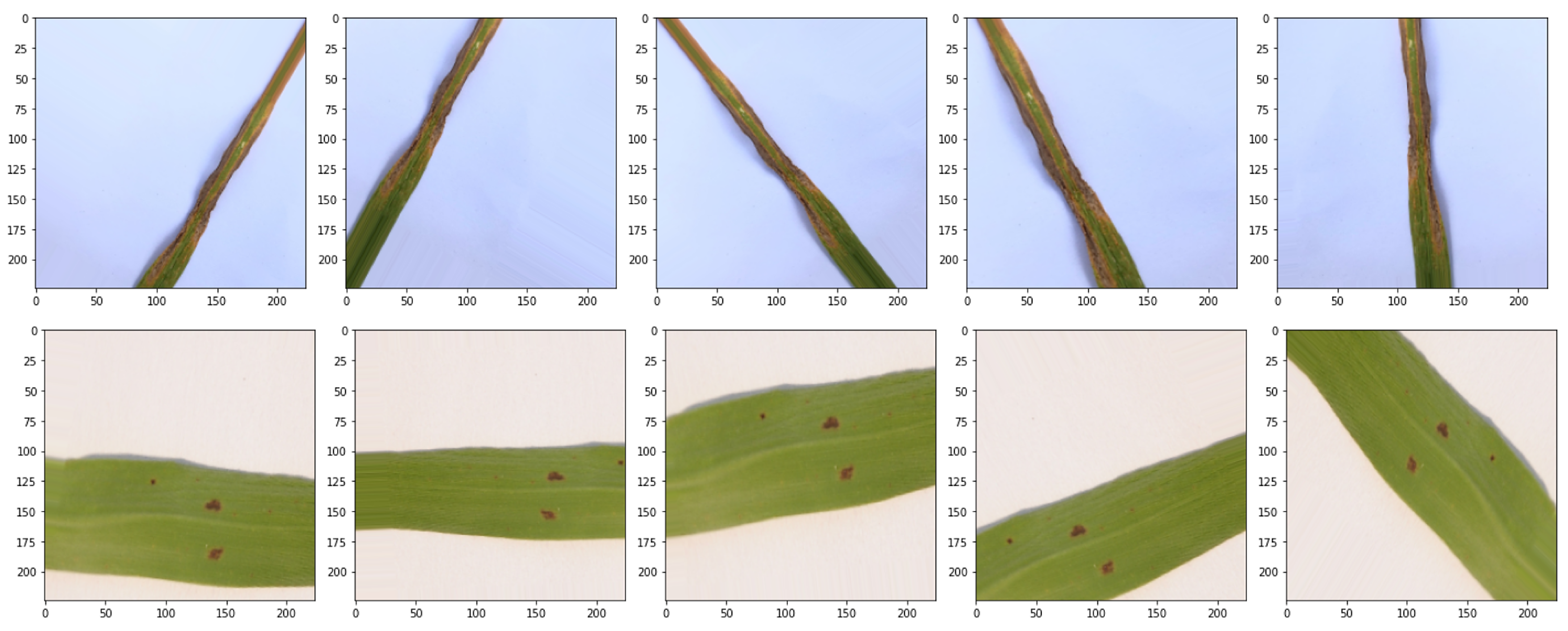 Enhancing Rice Leaf Disease Classification: A Customized Convolutional ...