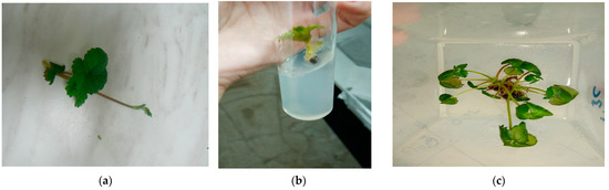 Responses of In Vitro Strawberry Plants to Drought Stress under the Influence of Nano-Silicon ...