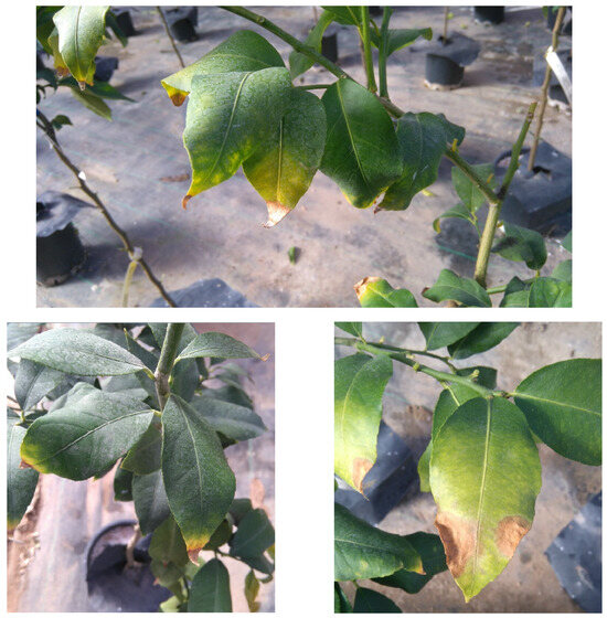 Exploring the Impact of Potassium on Growth, Photosynthetic Performance ...