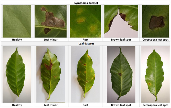 Sustainable Coffee Leaf Diagnosis: A Deep Knowledgeable Meta-Learning ...