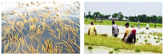 Cold-Tolerant and Short-Duration Rice (Oryza sativa L.) for Sustainable ...