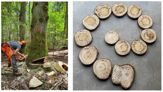 A Comparative Study of Stem Rot Severity in Mature Deciduous Trees in ...