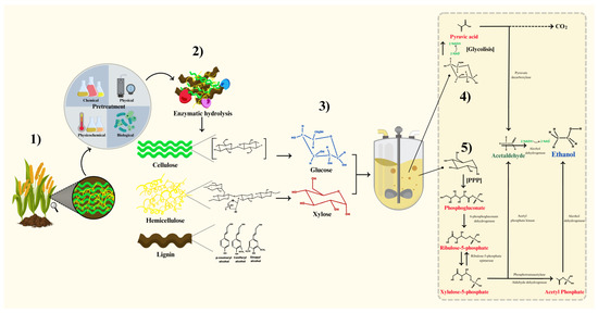 Perspectives and Progress in Bioethanol Processing and Social Economic ...