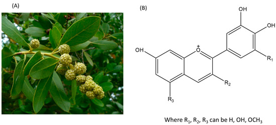 Sustainable Dyeing of Wool and Silk with Conocarpus erectus L. Leaf ...