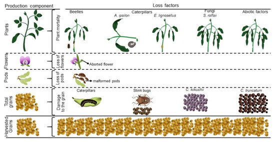 Seasonal Analysis of Yield and Loss Factors in Bt Soybean Crops in ...