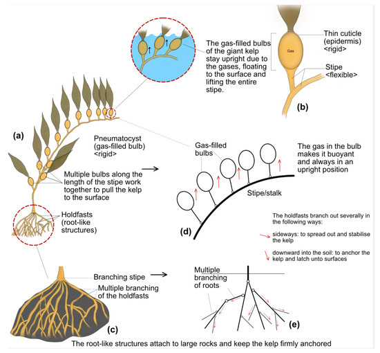 Amphibious Architecture: A Biomimetic Design Approach to Flood Resilience