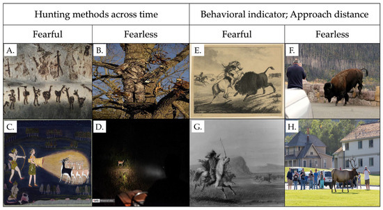 Ecology of Fear: Acclimation and Adaptations to Hunting by Humans