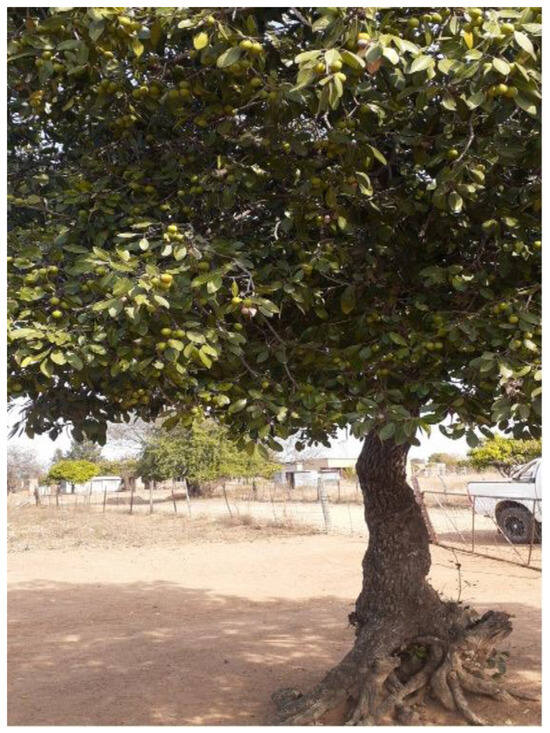 Ethnobotanical Investigation of Mimusops zeyheri, an Underutilized ...