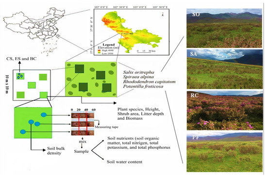Assessing Shrub Patch Characteristics and Soil Nutrient Distribution ...