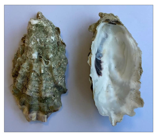 Granular Skeleton Optimisation and the Influence of the Cement Paste ...