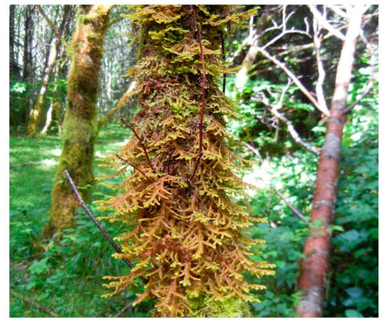 Roles of Bryophytes in Forest Sustainability—Positive or Negative?
