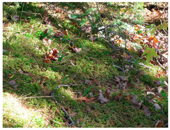 Roles of Bryophytes in Forest Sustainability—Positive or Negative?