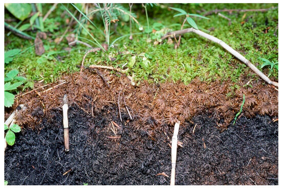 Roles of Bryophytes in Forest Sustainability—Positive or Negative?