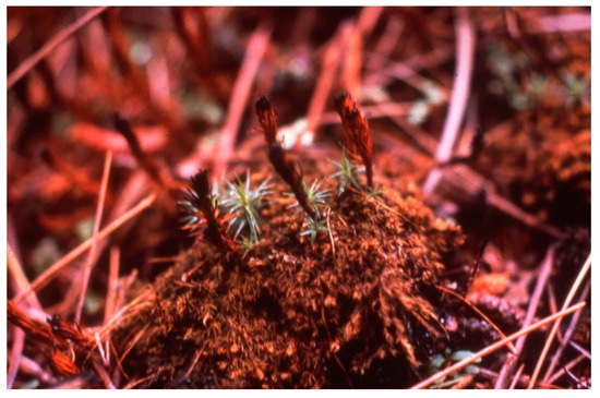 Roles of Bryophytes in Forest Sustainability—Positive or Negative?