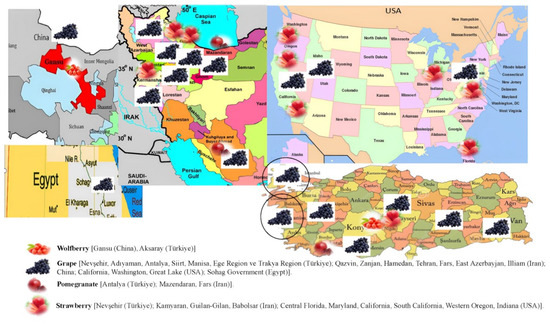 Energy Analysis for Global Berry Fruit Production