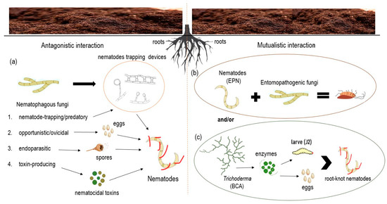 Sustainability | Free Full-Text | Soil Ecosystem Functioning through Interactions of Nematodes ...