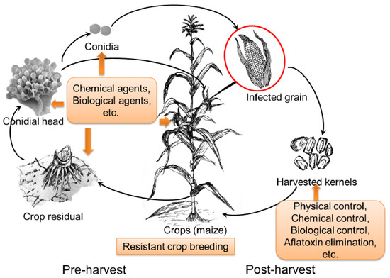 Current Strategies in Controlling Aspergillus flavus and Aflatoxins in ...