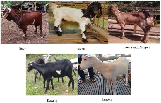 Review: Goat and Sheep Meat Production in Indonesia