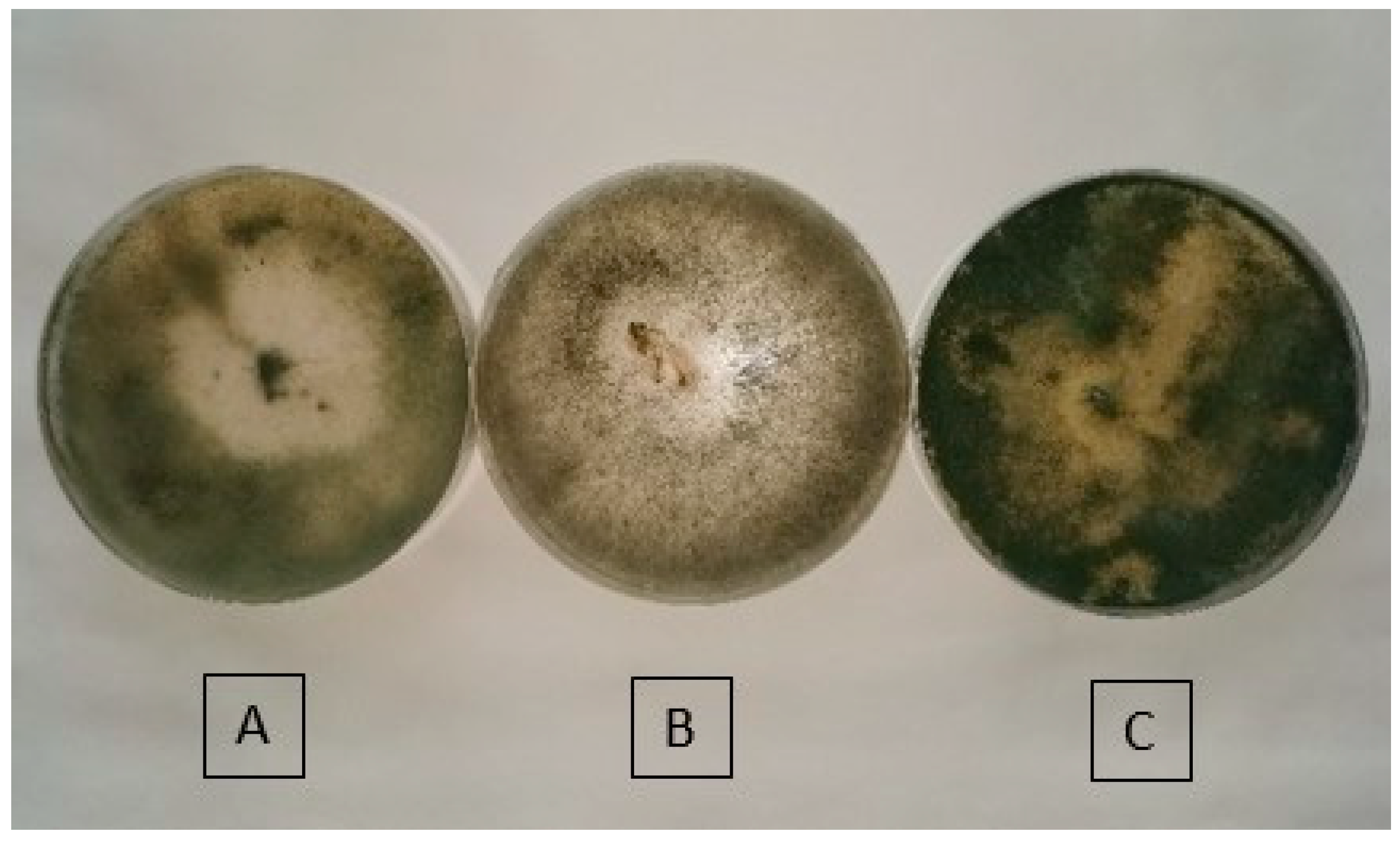 Flowering, Quality and Nutritional Status of Tropaeolum majus L. ‘Spitfire’ after Application of ...