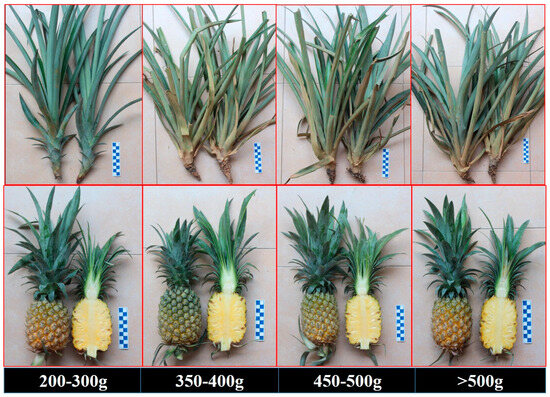 Optimal Shoot Mass for Propagation to Increase the Yield and Quality of ...