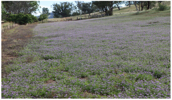 Biology, Ecology, Impacts and Management of the Invasive Weed, Blue ...