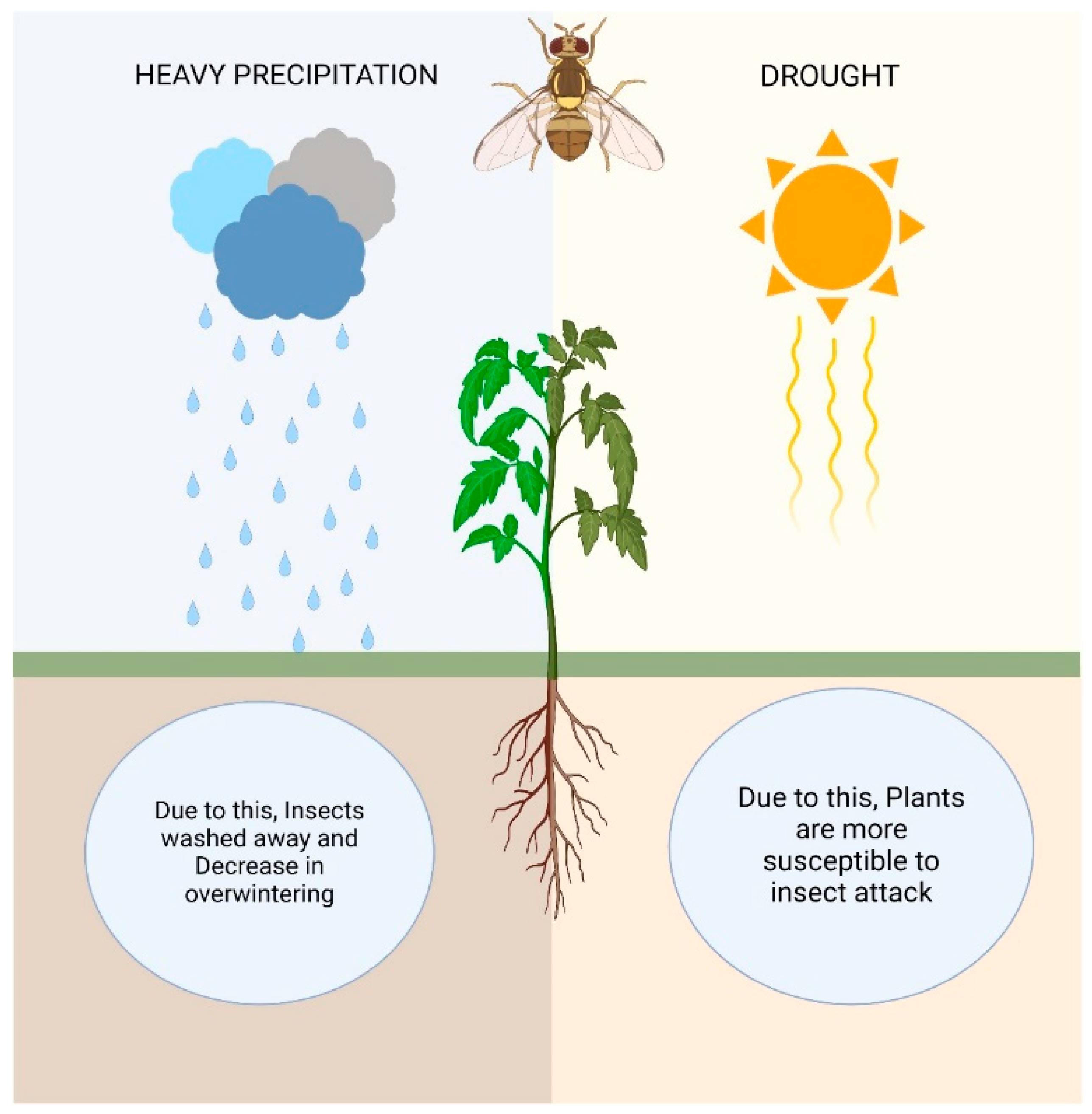 Climate Change Impacts on Legume Physiology and Ecosystem Dynamics: A ...