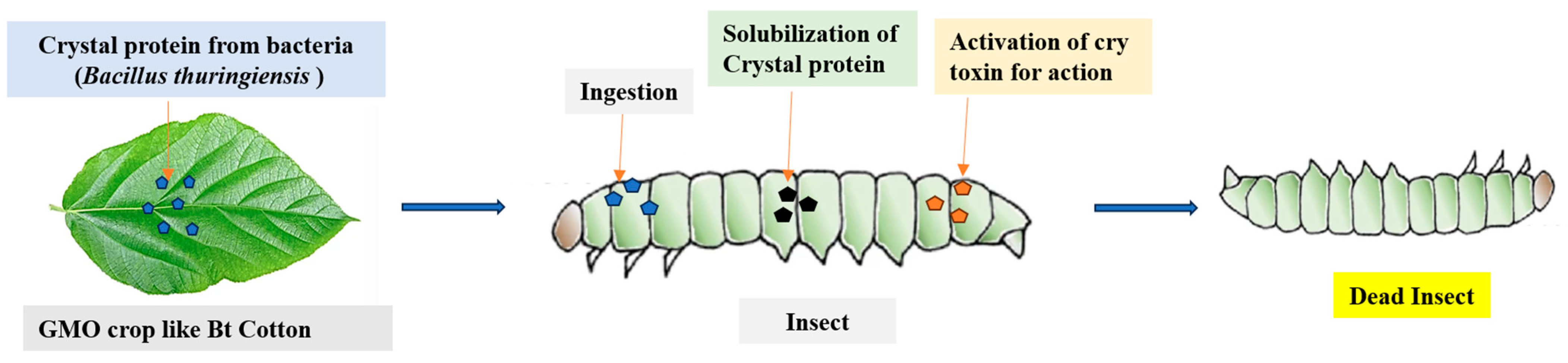 Microbial Production of Biopesticides for Sustainable Agriculture