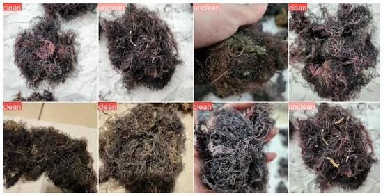 A Computer Vision Model for Seaweed Foreign Object Detection Using Deep Learning