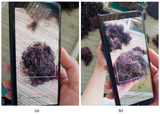 A Computer Vision Model for Seaweed Foreign Object Detection Using Deep Learning