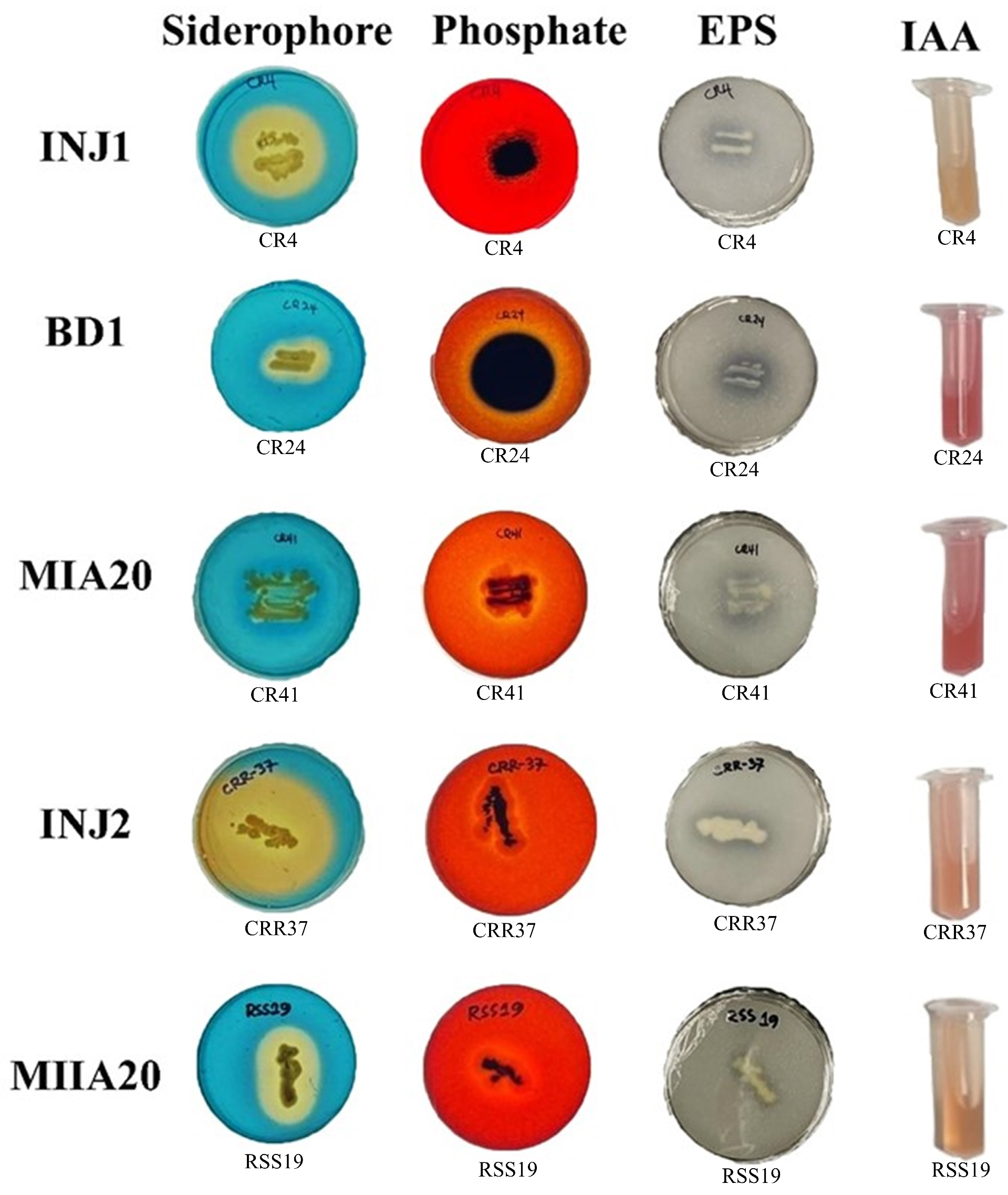 Isolation and Identification of Multi-Traits PGPR for Sustainable Crop ...