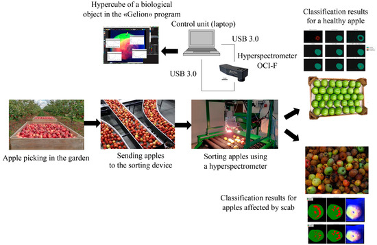 Enhancing Sustainable Automated Fruit Sorting: Hyperspectral Analysis ...