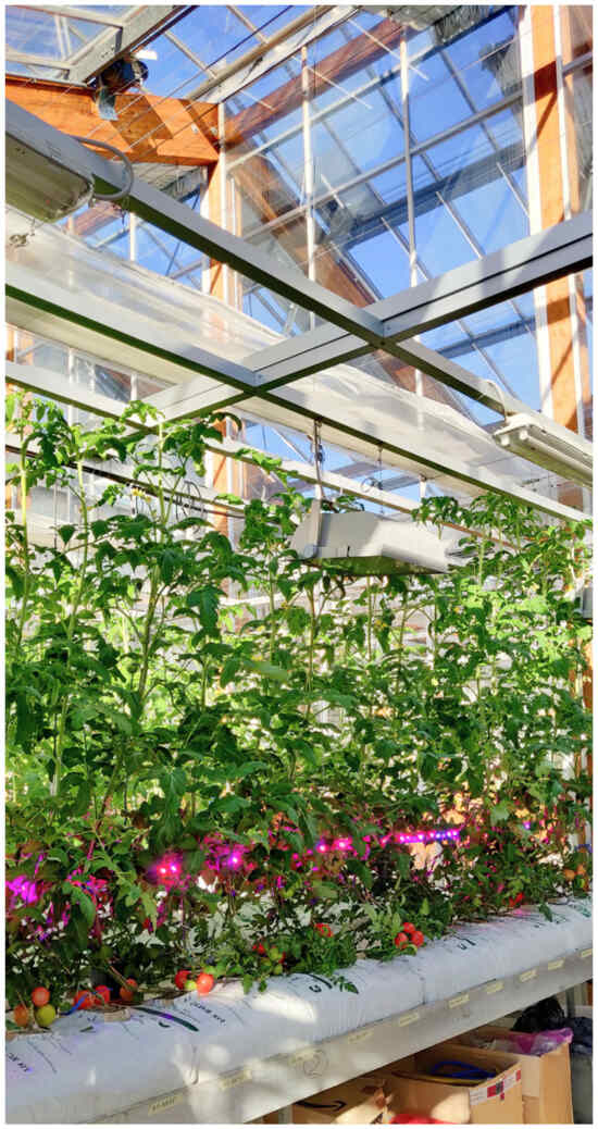 Integrating Greenhouses into Buildings: A Renewed Paradigm for Circular Architecture and Urban ...
