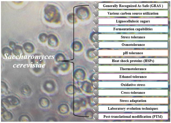 Expanding the Horizons of Saccharomyces cerevisiae: Nutrition, Oenology ...