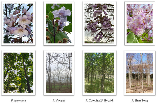 Economic Sustainability Assessment of Paulownia Farms in a Dual ...