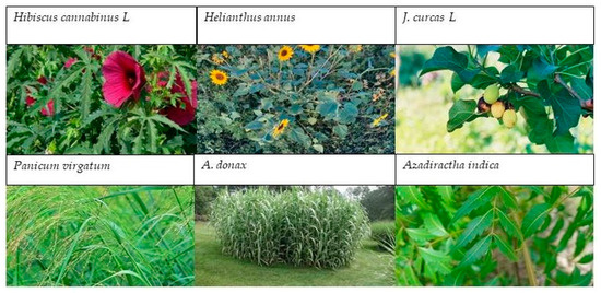Review and Prospects of Phytoremediation: Harnessing Biofuel-Producing ...
